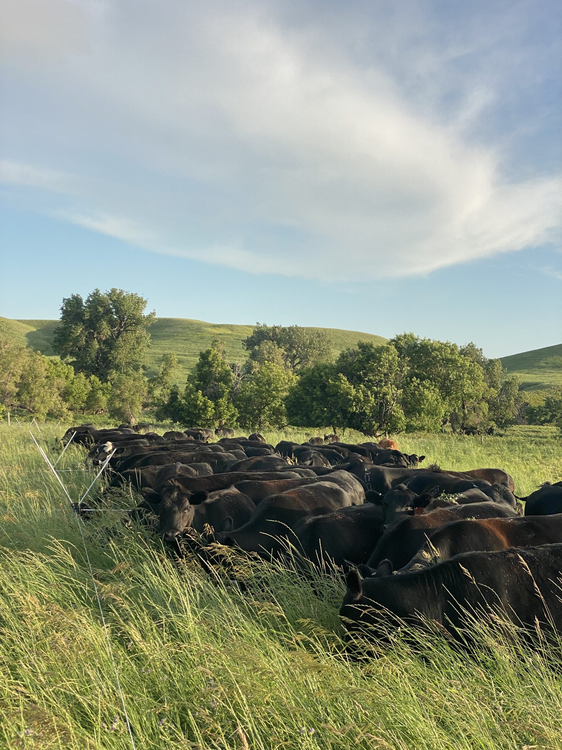 Fall Cattle Journal 2023 | Dry Creek Farm and Ranch | TSLN.com