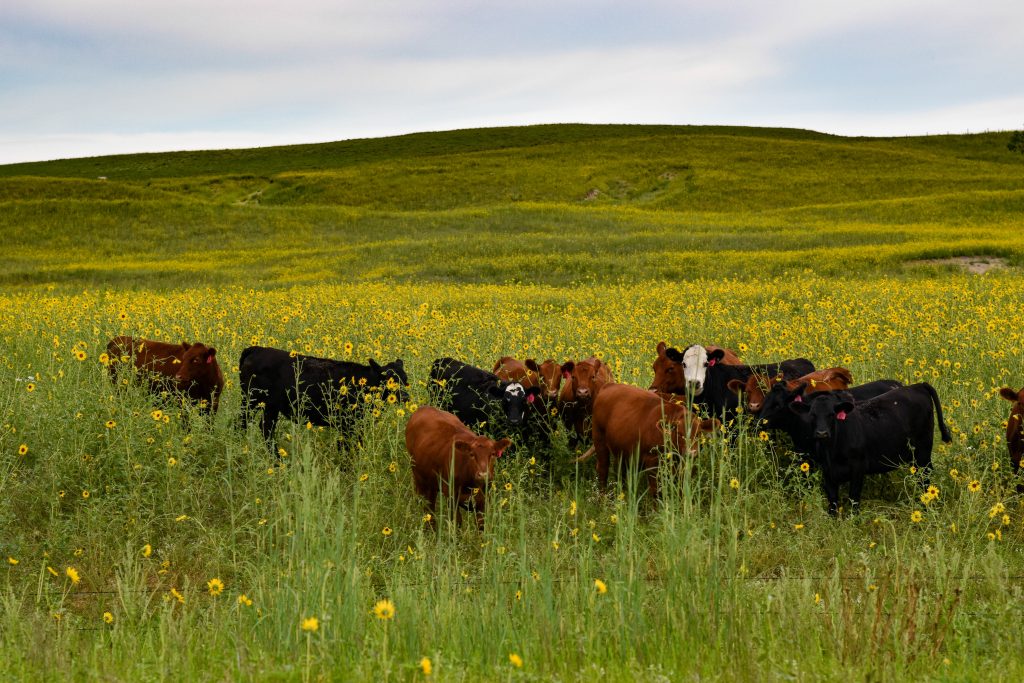 Fall Cattle Journal 2023 | Nebraska Land Link: Connecting the Present ...