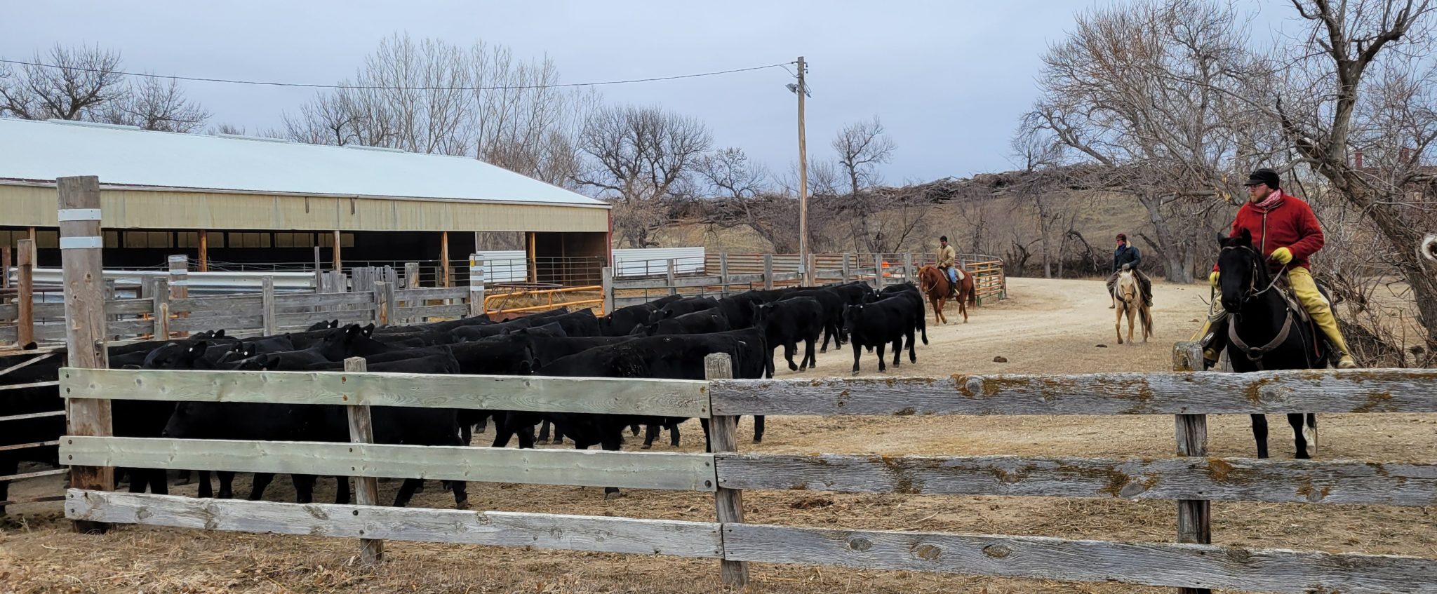 Fall Cattle Journal 2023 | Turtle Creek Angus Ranch | TSLN.com