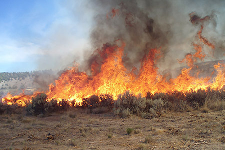 Study Finds Wildfire Isn’t Primary Factor in Invasive Annual Grass ...