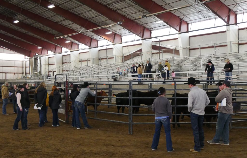 UW’s High Altitude Bull Test Helps Producers and Students Take It Up a ...