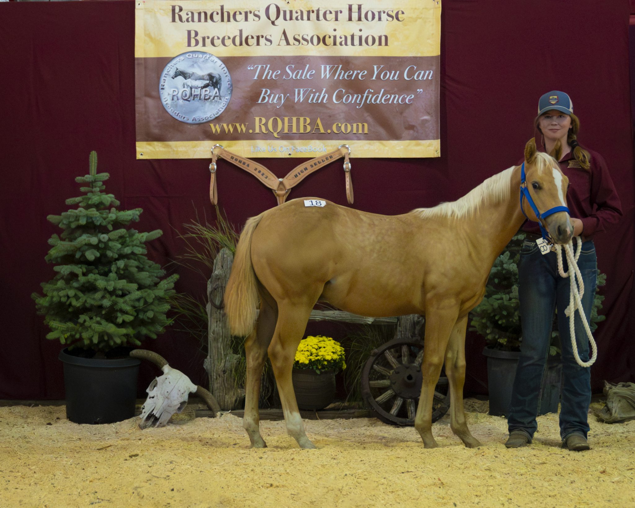 Ranchers Quarter Horse Breeders 23rd Annual Horse Sale | TSLN.com