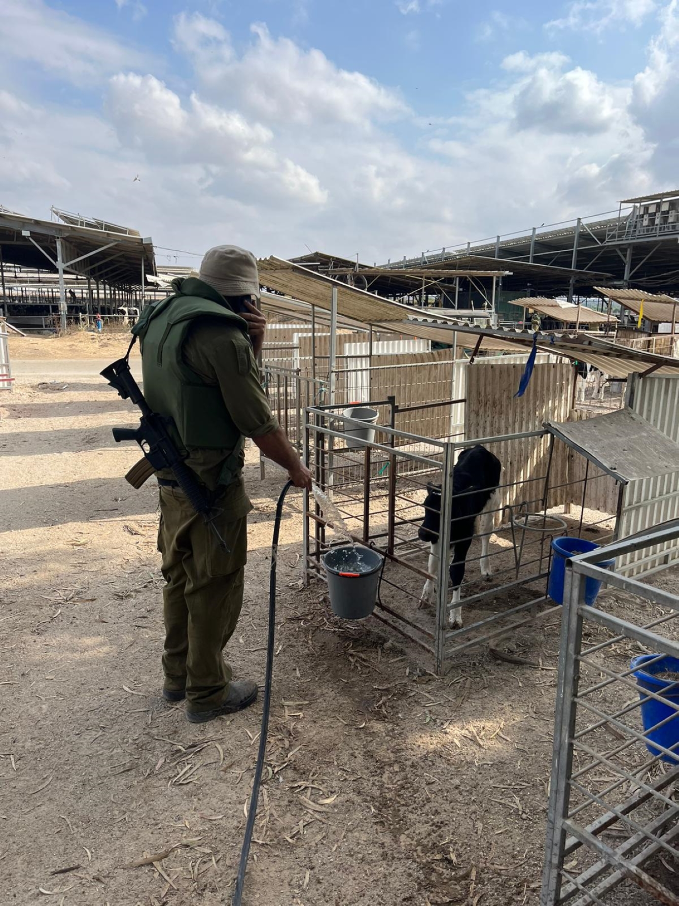 Bulletproof vest clad volunteers try to get Israeli dairy farms ...