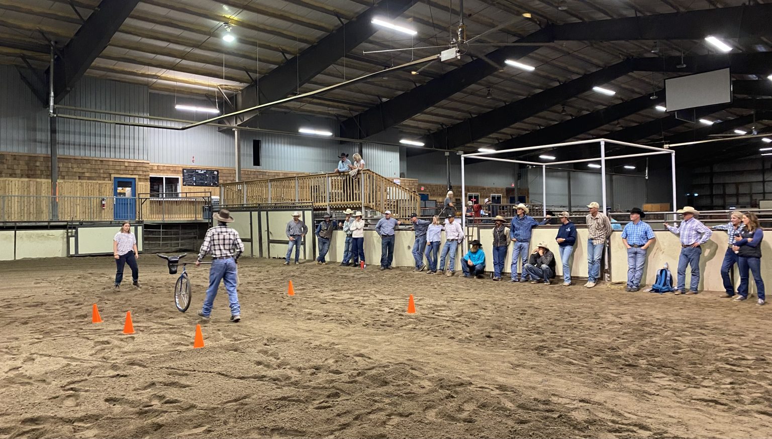 Stockmanship Challenge: Contestants judged on quiet cattle handling ...