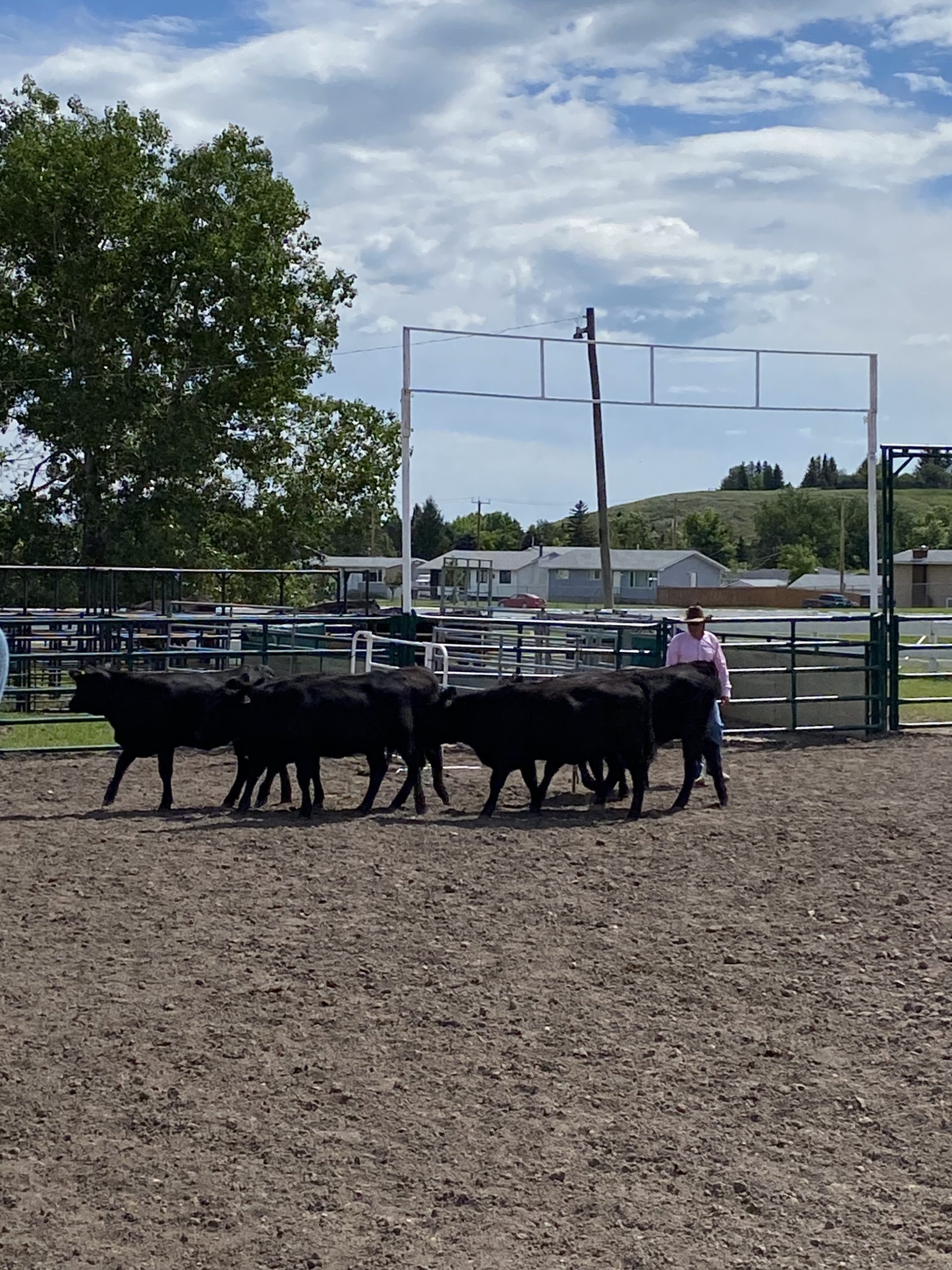 Stockmanship Challenge: Contestants judged on quiet cattle handling ...