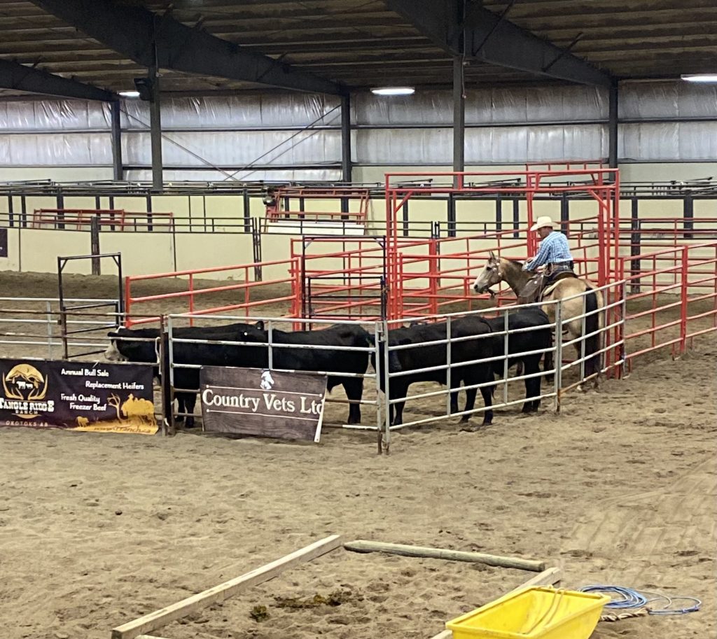 Stockmanship Challenge: Contestants judged on quiet cattle handling ...