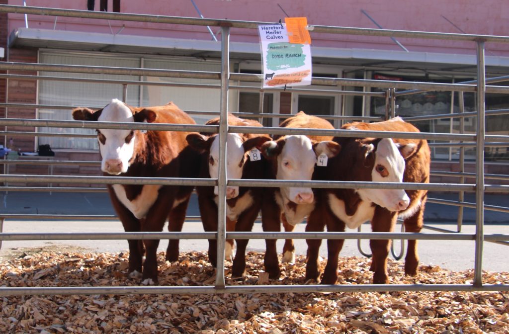 Nebraska: Crawford Cattle Call, Nov. 4 | TSLN.com