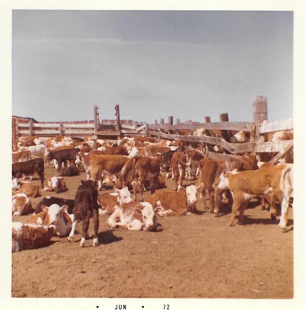 60th Anniversary Edition | Hard Work Made it Work: Volk family keeps ...