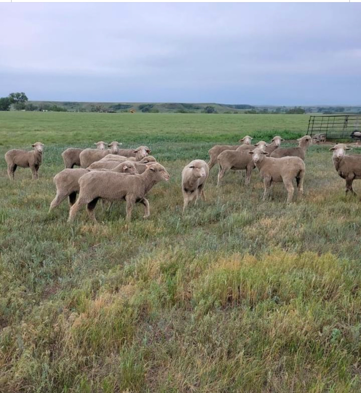 60th Anniversary Edition | Estelle Cook, Sheep Rancher | TSLN.com