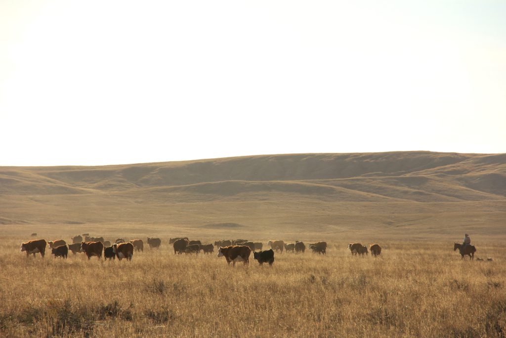 60th Anniversary Edition | Sustaining a Legacy: The Edoff Family of ...