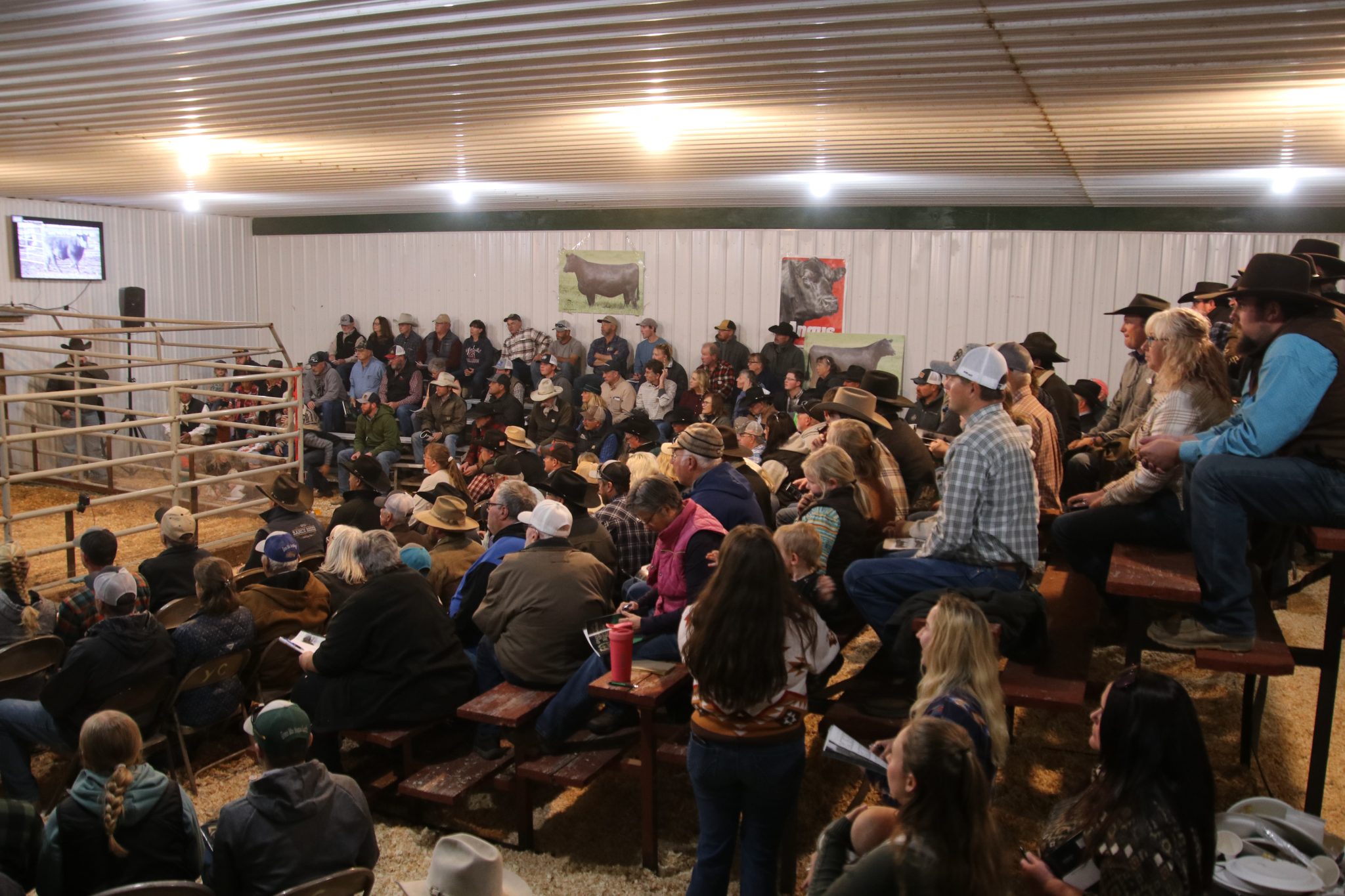 Green Mountain Angus 50th Anniversary Bull Sale | TSLN.com