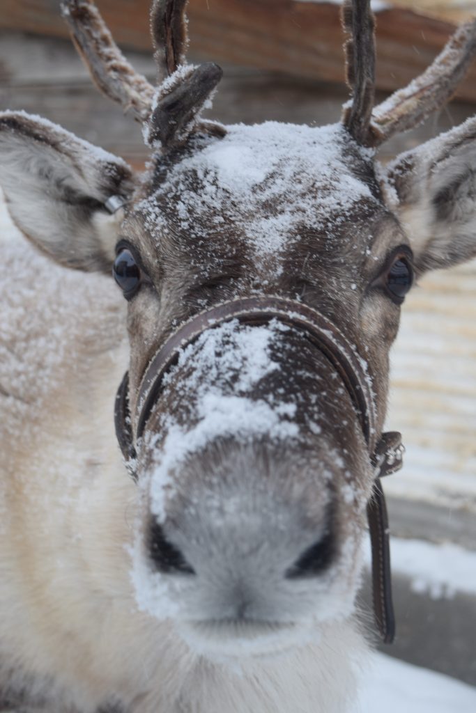 Reggie Reindeer and Friends Bring Joy to Kids | TSLN.com
