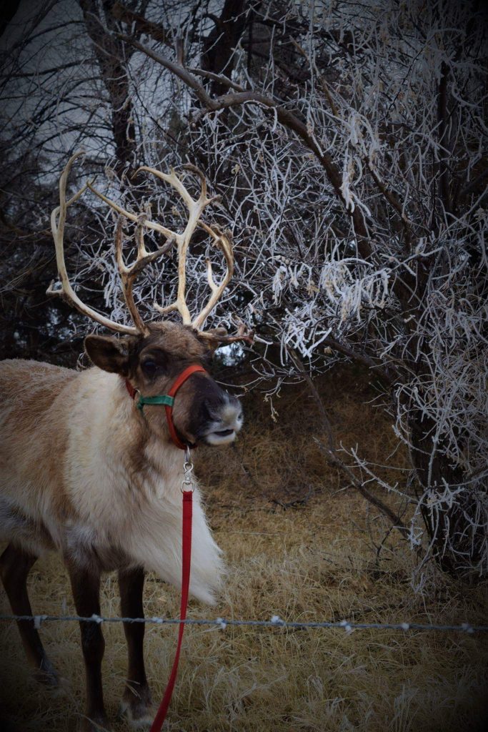Reggie Reindeer and Friends Bring Joy to Kids | TSLN.com