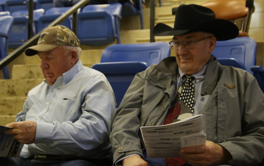 Brooks Chalky Butte Angus Ranch Female Sale | TSLN.com