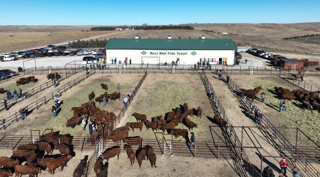 Cross Diamond Cattle Co 18th Annual Production Sale | TSLN.com