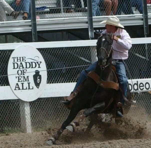 Stallion Showcase 2024 | Williams Performance Horses | TSLN.com