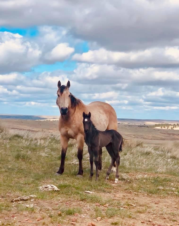 Stallion Showcase 2024 | Williams Performance Horses | TSLN.com