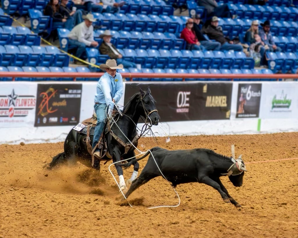 Stallion Showcase 2024 | Williams Performance Horses | TSLN.com