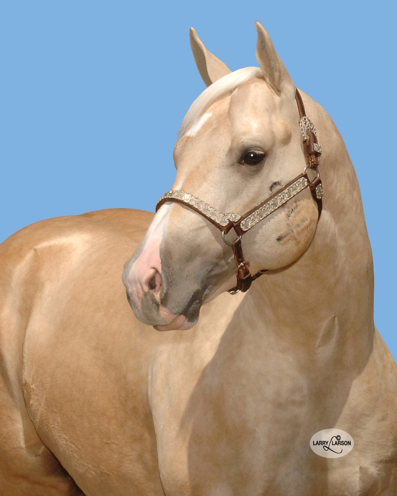 Stallion Showcase 2024 | Jess Vegas | TSLN.com