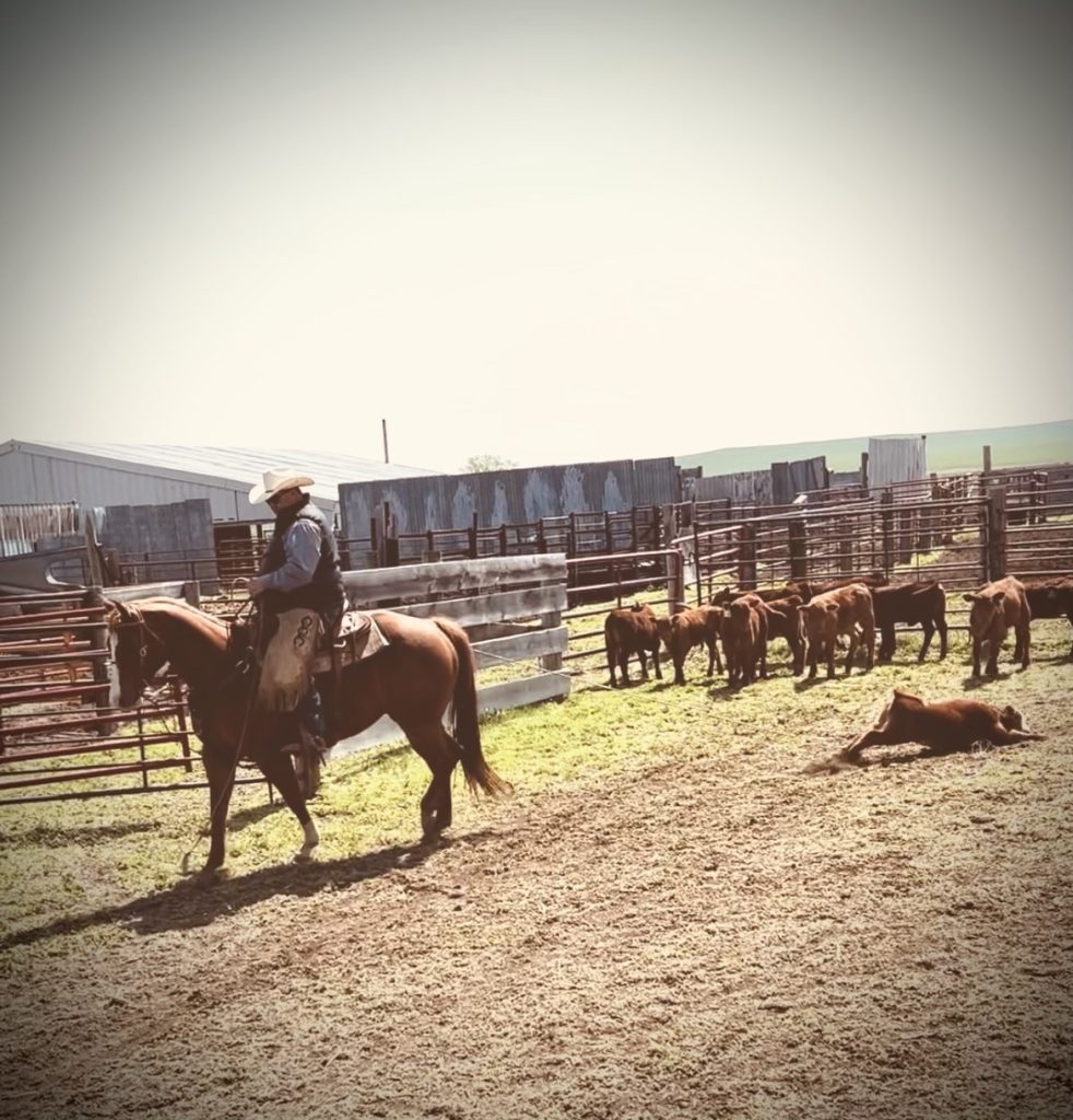 Stallion Showcase 2024 | Jess Vegas | TSLN.com