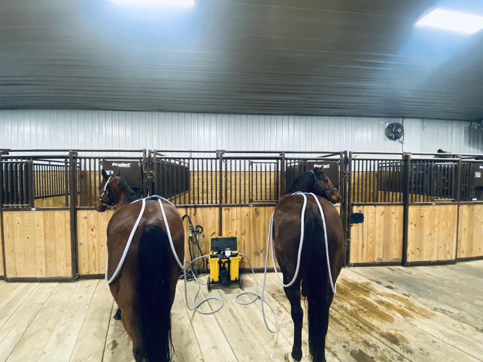 Stallion Showcase 2024 | Nirvana Equine: Horse Heaven in the Bighorns ...