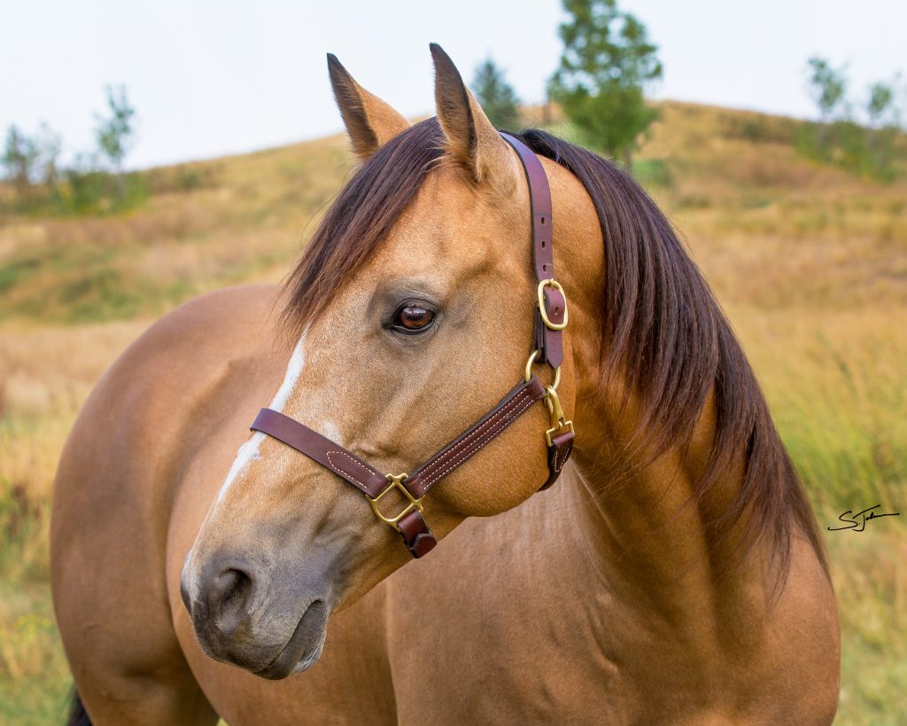 Stallion Showcase 2024 | Sammi Johnson: SJ Equine | TSLN.com