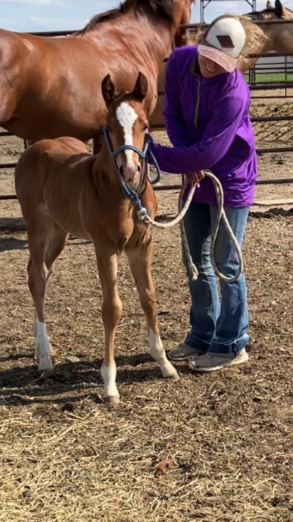 Stallion Showcase 2024 | For the Love of Horses: Emilee Pauley | TSLN.com