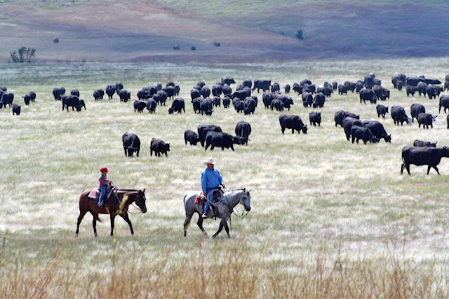 Stallion Showcase 2024 | Jim Hunt to Become AQHA President | TSLN.com
