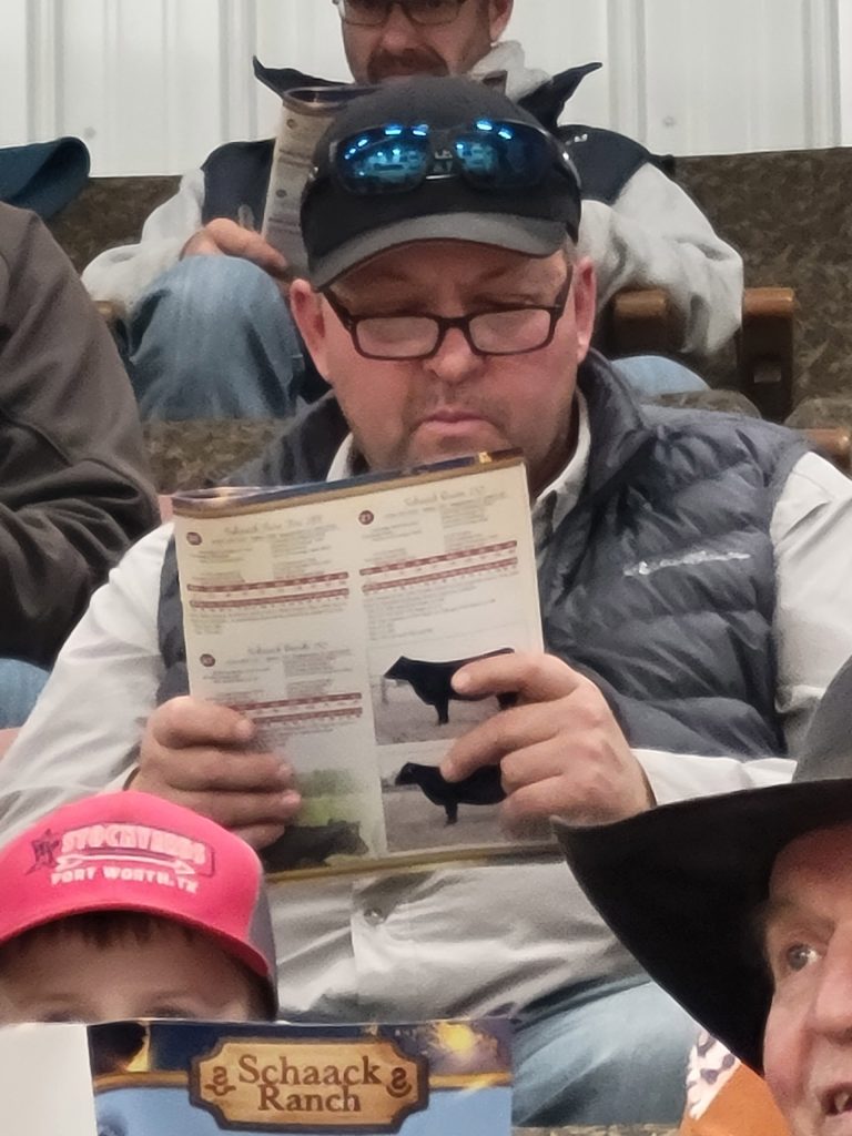 Schaack Ranch Maternal Gems Female Sale | TSLN.com