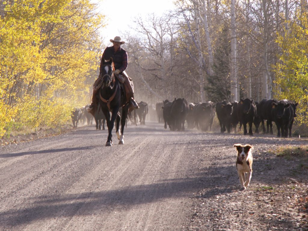 2024 Winter Cattle Journal | Lechleiter Simmental | TSLN.com