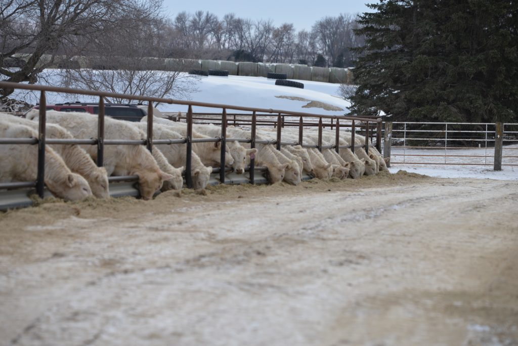 2024 Winter Cattle Journal | Wienk Charolais Ranch | TSLN.com