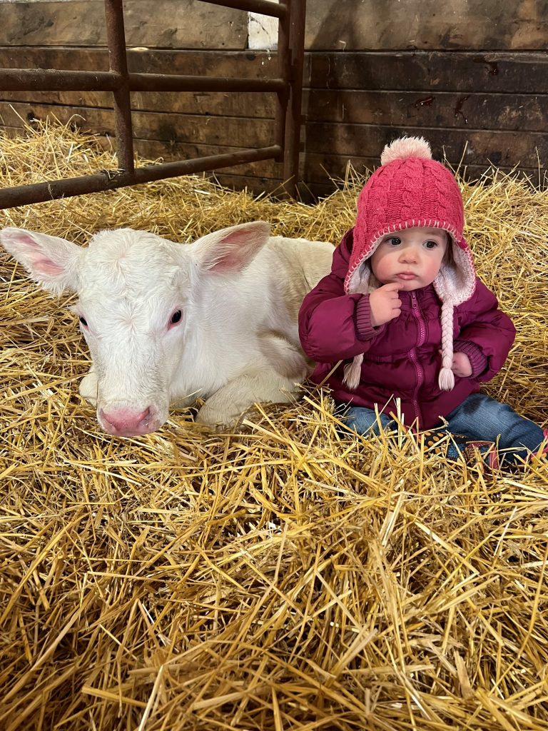 2024 Winter Cattle Journal | Wienk Charolais Ranch | TSLN.com