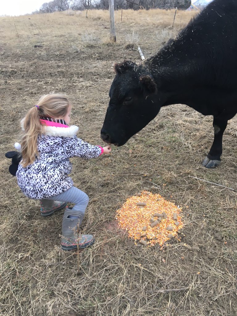 2024 Winter Cattle Journal | Garrigan Land and Cattle | TSLN.com