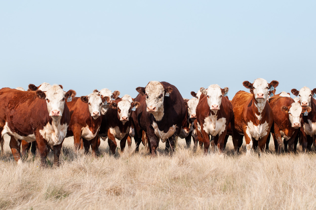 2024 Winter Cattle Journal | Rausch Herefords | TSLN.com