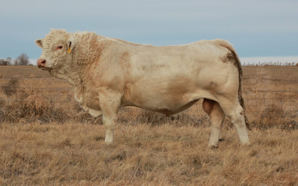 2024 Winter Cattle Journal | Soreide Charolais: Loving Life | TSLN.com
