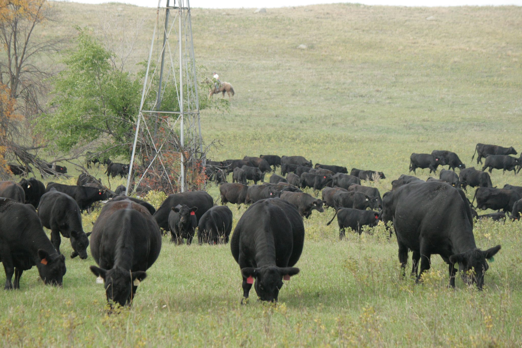 2024 Winter Cattle Journal | Keller Broker Heart Ranch | TSLN.com