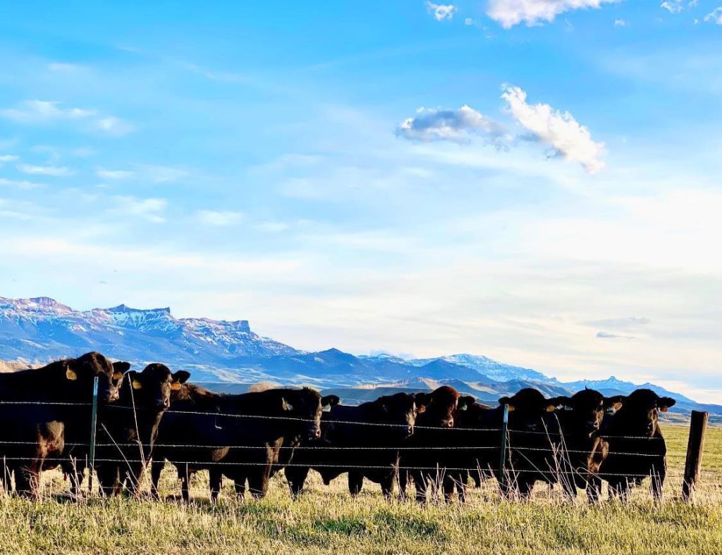 2024 Winter Cattle Journal | Bulls for Big Country | TSLN.com