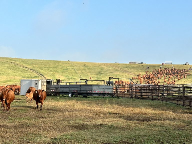 2024 Winter Cattle Journal | Cross Diamond Cattle Company | TSLN.com