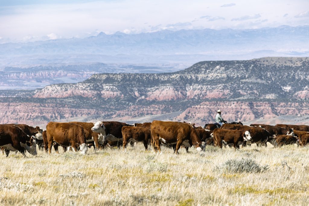 2024 Winter Cattle Journal | Durbin Creek Ranch | TSLN.com