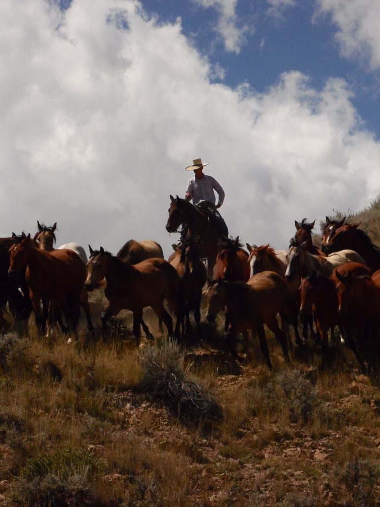 2024 Winter Cattle Journal | Durbin Creek Ranch | TSLN.com