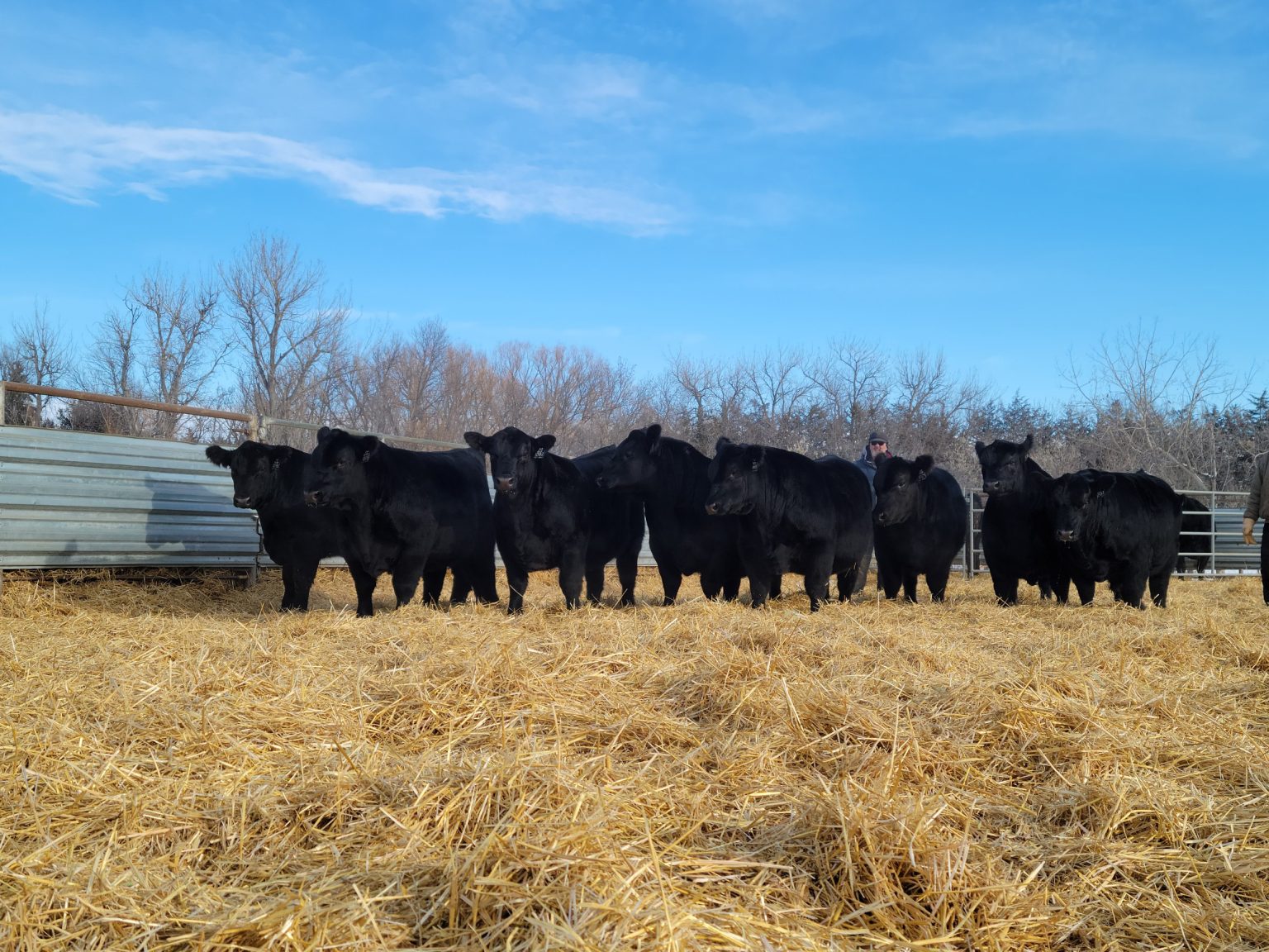 2024 Winter Cattle Journal | Frey Angus Ranch | TSLN.com