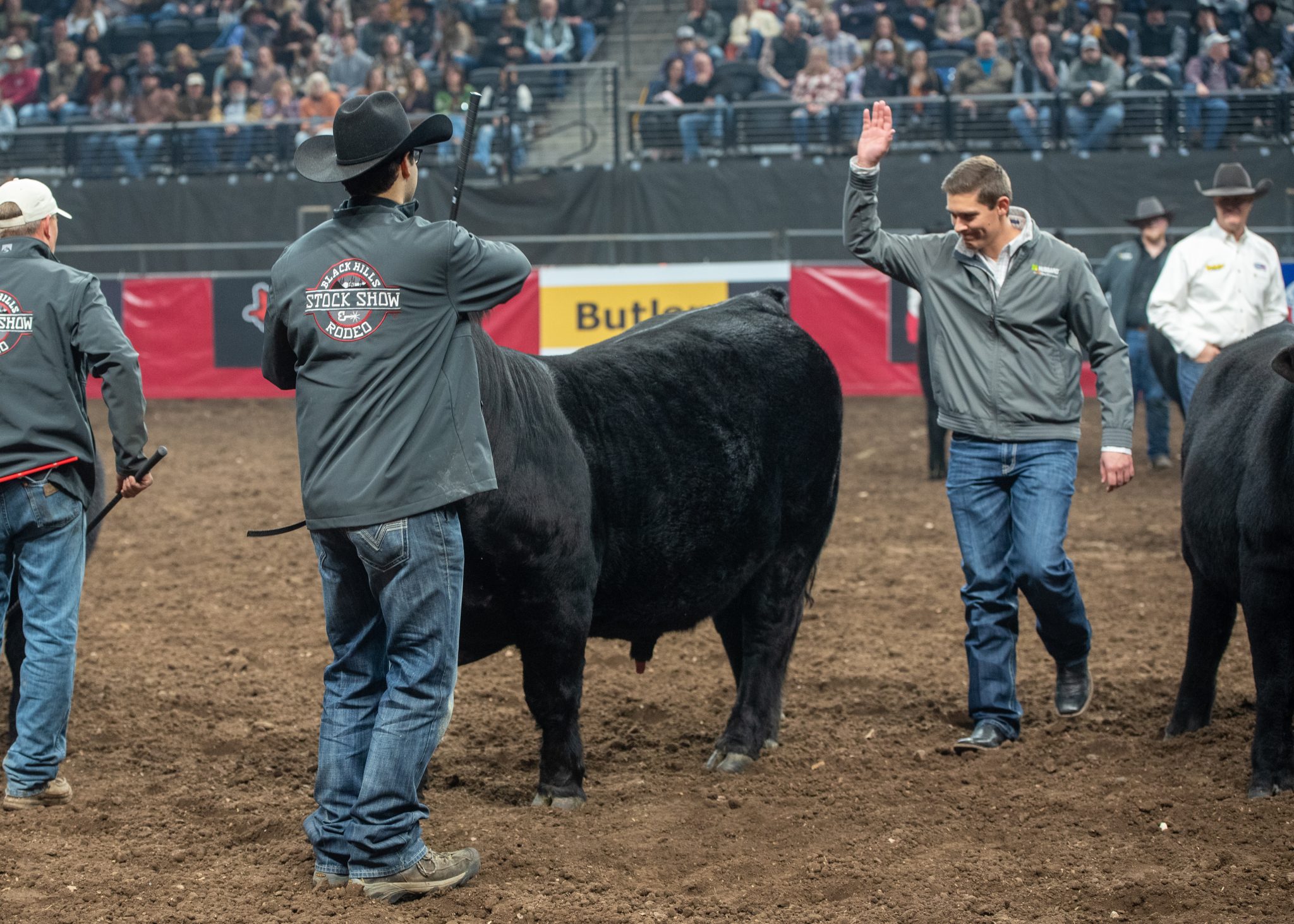 2024 Black Hills Stock Show | 2023 BHSS Supreme Champion Bull | TSLN.com