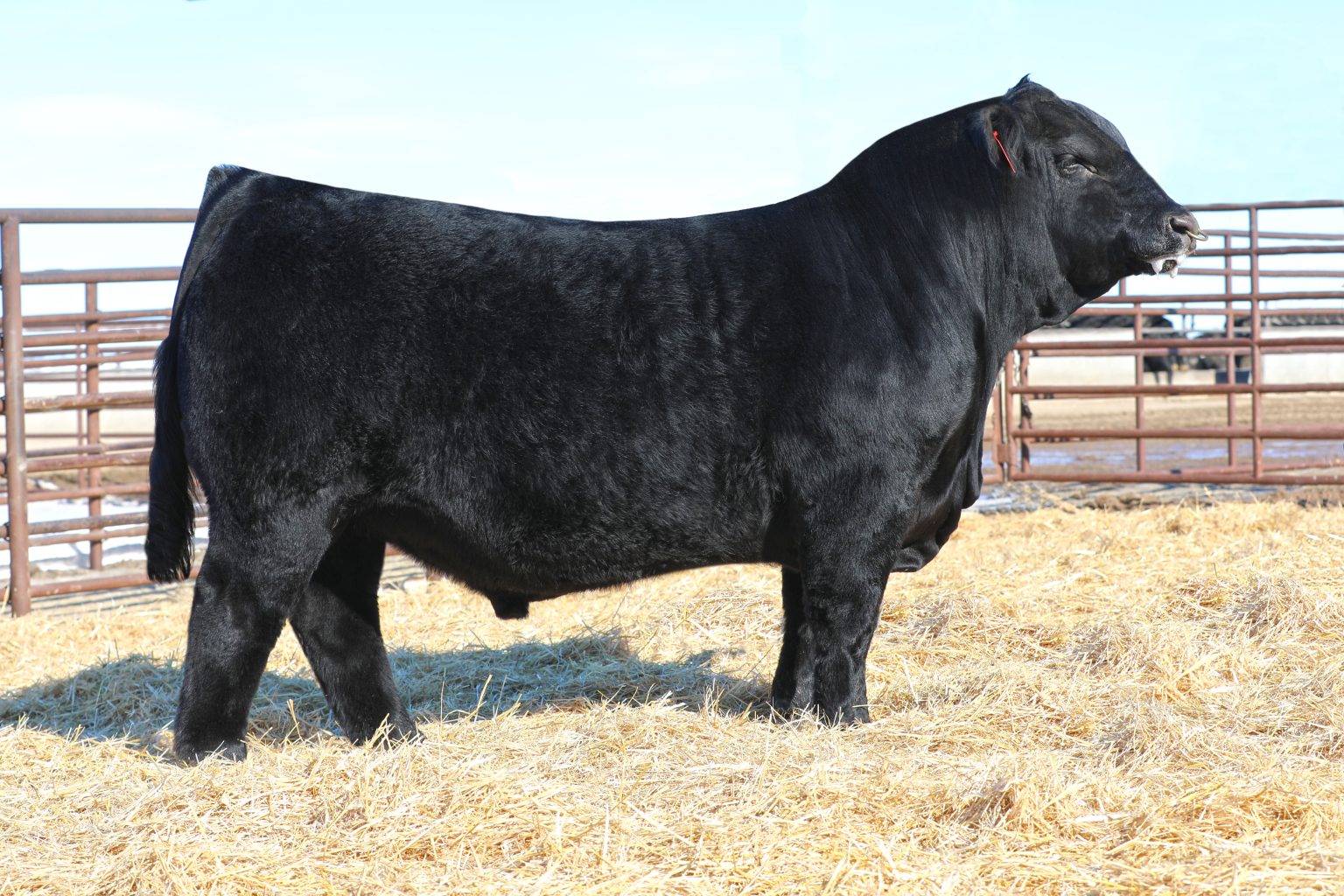 2024 Black Hills Stock Show | 2023 BHSS Supreme Champion Bull | TSLN.com