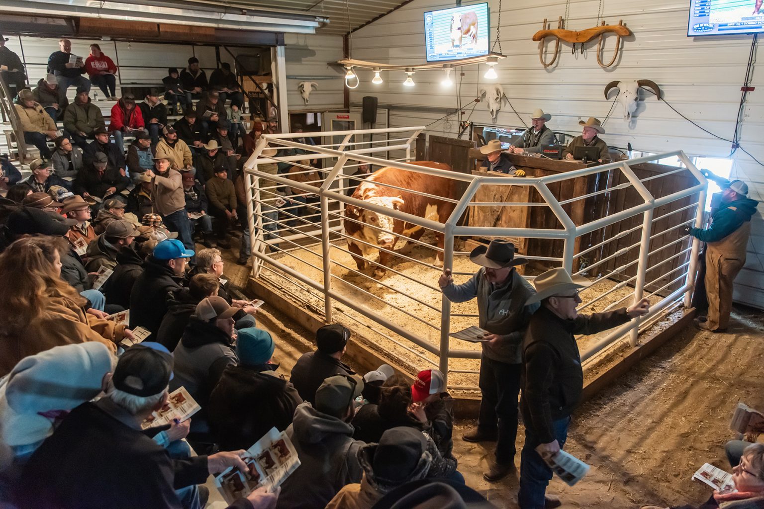 Van Newkirk Herefords 51st Annual Bull Sale | TSLN.com