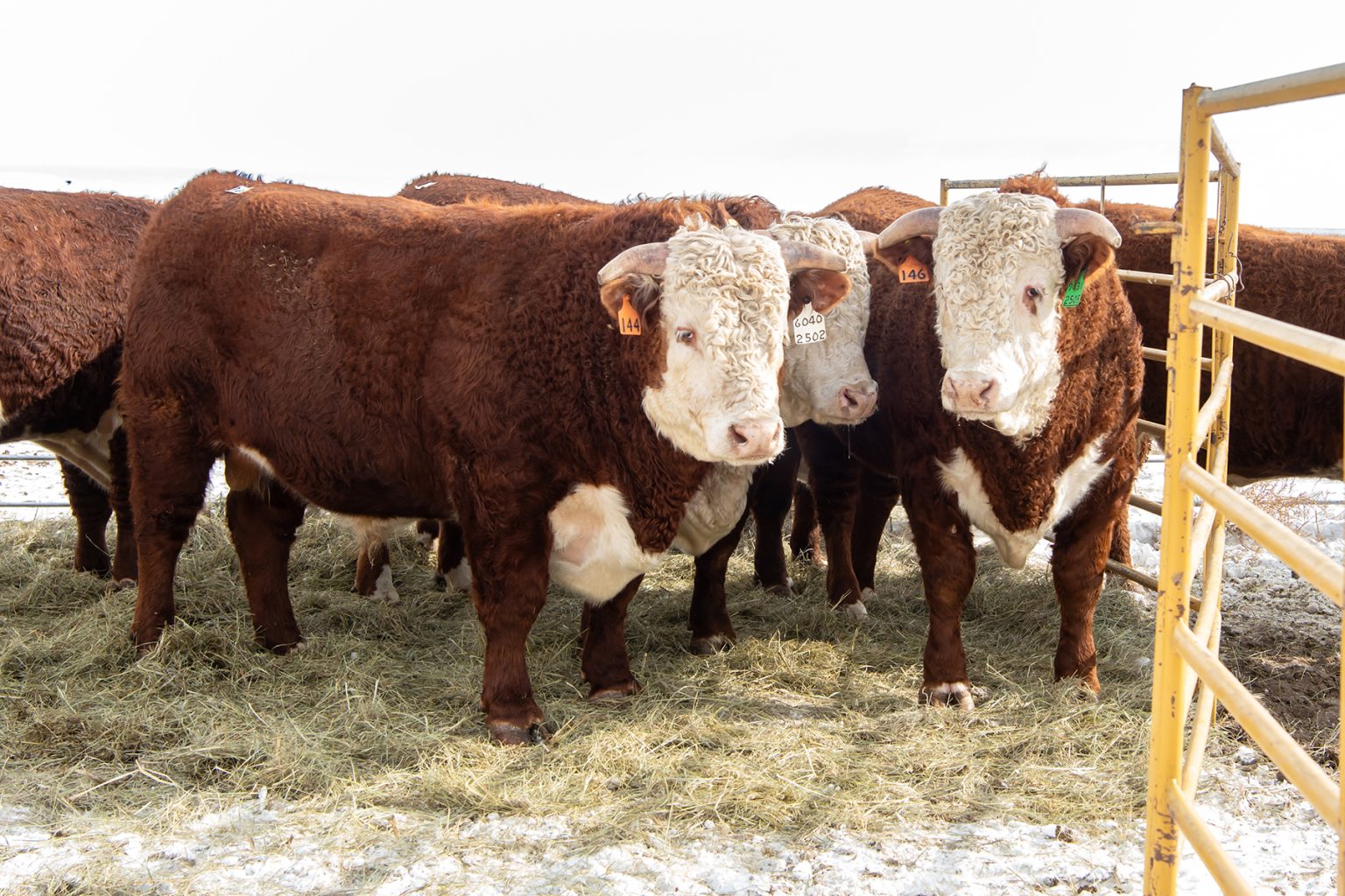 Van Newkirk Herefords 51st Annual Bull Sale | TSLN.com
