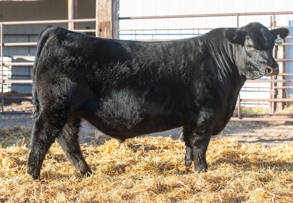 Ken Haas Angus “Right Combination Bull” Sale | TSLN.com