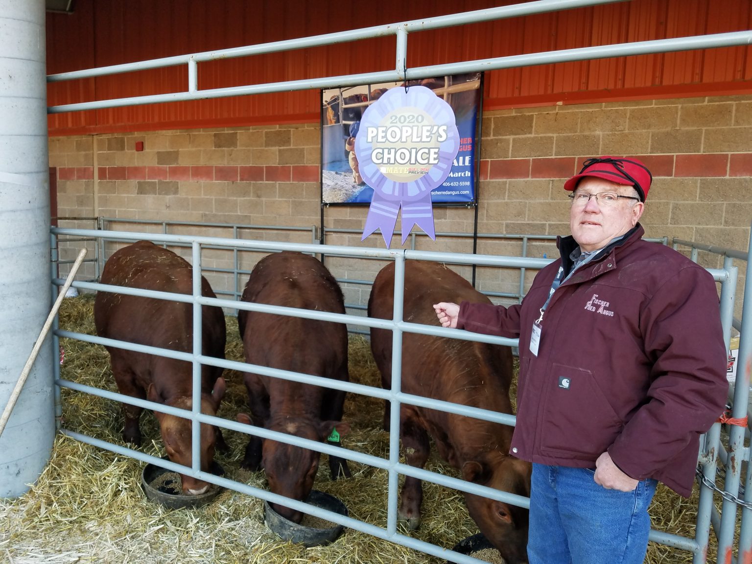 Fischer Red Angus | TSLN.com