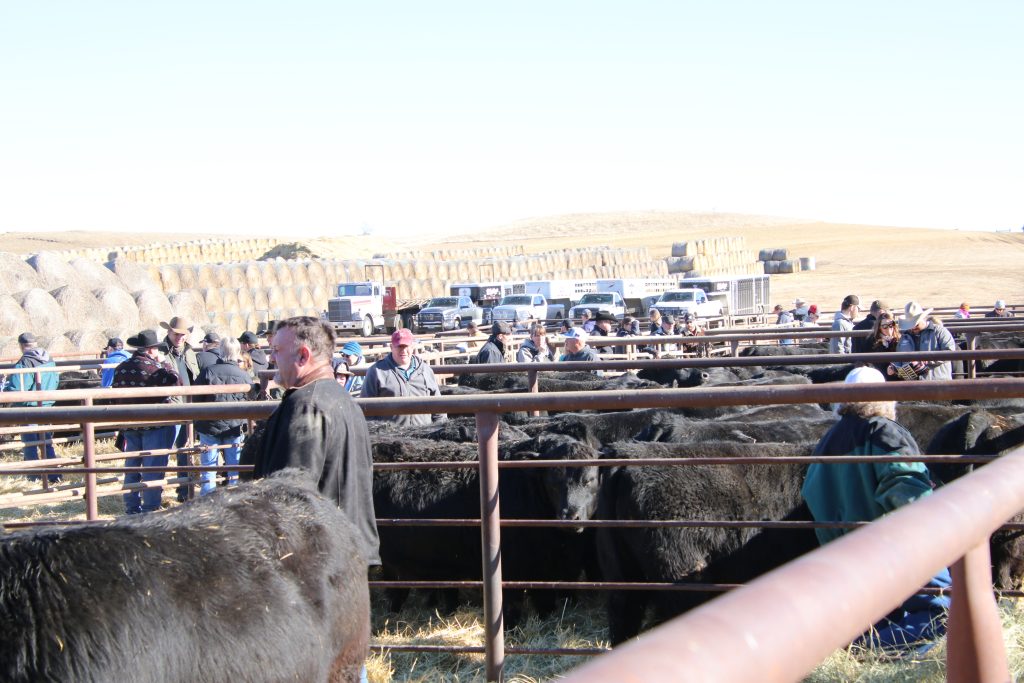 21 Angus 30th Annual Top Cut Bull Sale | TSLN.com