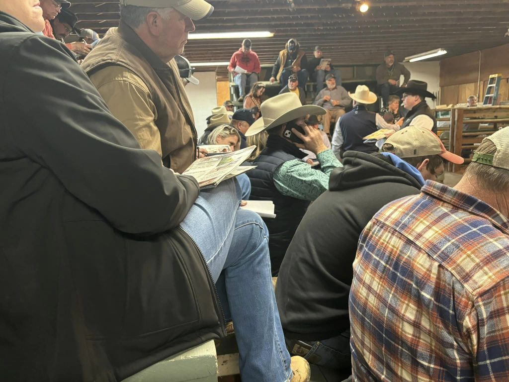 Ridder Hereford Ranch Annual Bull & Female Sale | TSLN.com