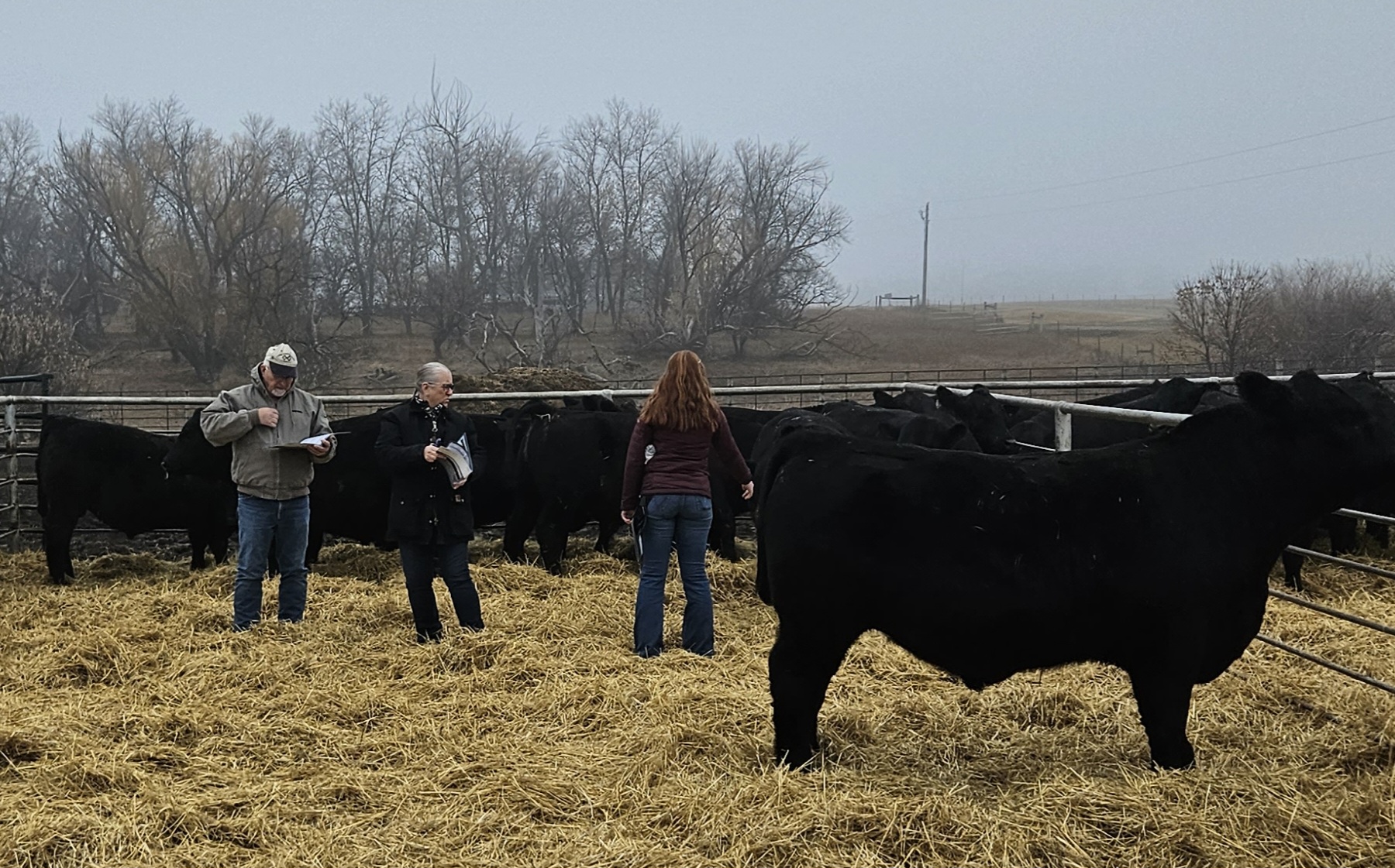 Frey Angus Ranch | TSLN.com